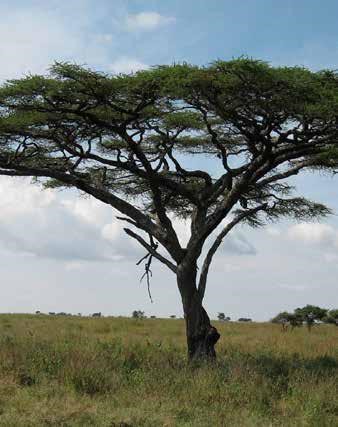 akásya – CulturEd: Philippine Cultural Education Online