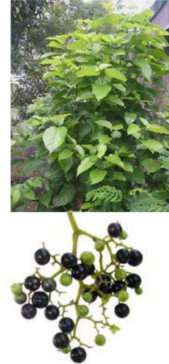 alagáw – CulturEd: Philippine Cultural Education Online