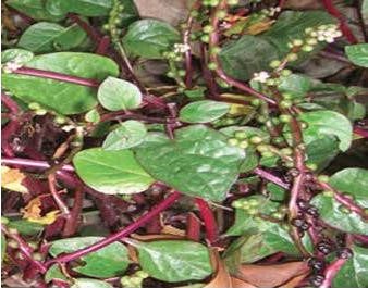 alugbáti – CulturEd: Philippine Cultural Education Online