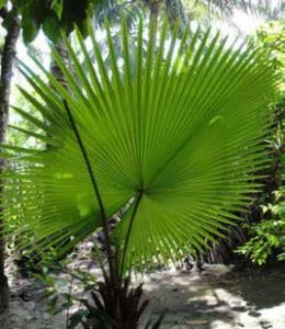 anáhaw – CulturEd: Philippine Cultural Education Online