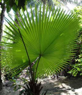 anáhaw – CulturEd: Philippine Cultural Education Online