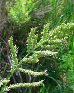 dáwa-dáwa – CulturEd: Philippine Cultural Education Online