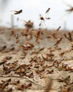 bálang – CulturEd: Philippine Cultural Education Online