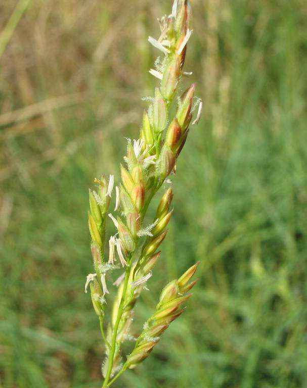 bárit – CulturEd: Philippine Cultural Education Online