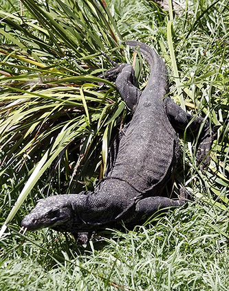 bayáwak – CulturEd: Philippine Cultural Education Online