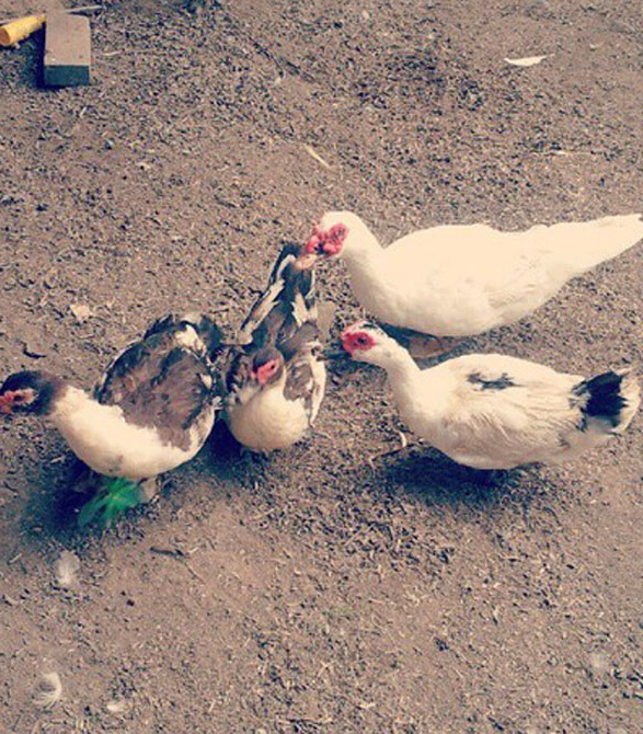 bíbe – CulturEd: Philippine Cultural Education Online