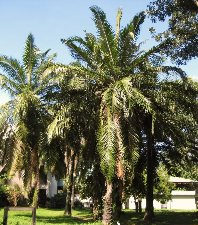 bulé – CulturEd: Philippine Cultural Education Online