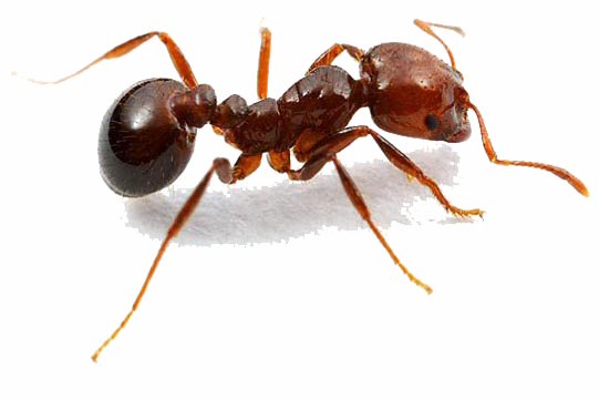 langgám – CulturEd: Philippine Cultural Education Online