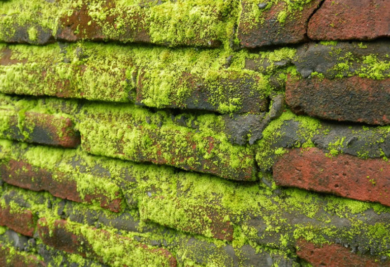 lúmot – CulturEd: Philippine Cultural Education Online