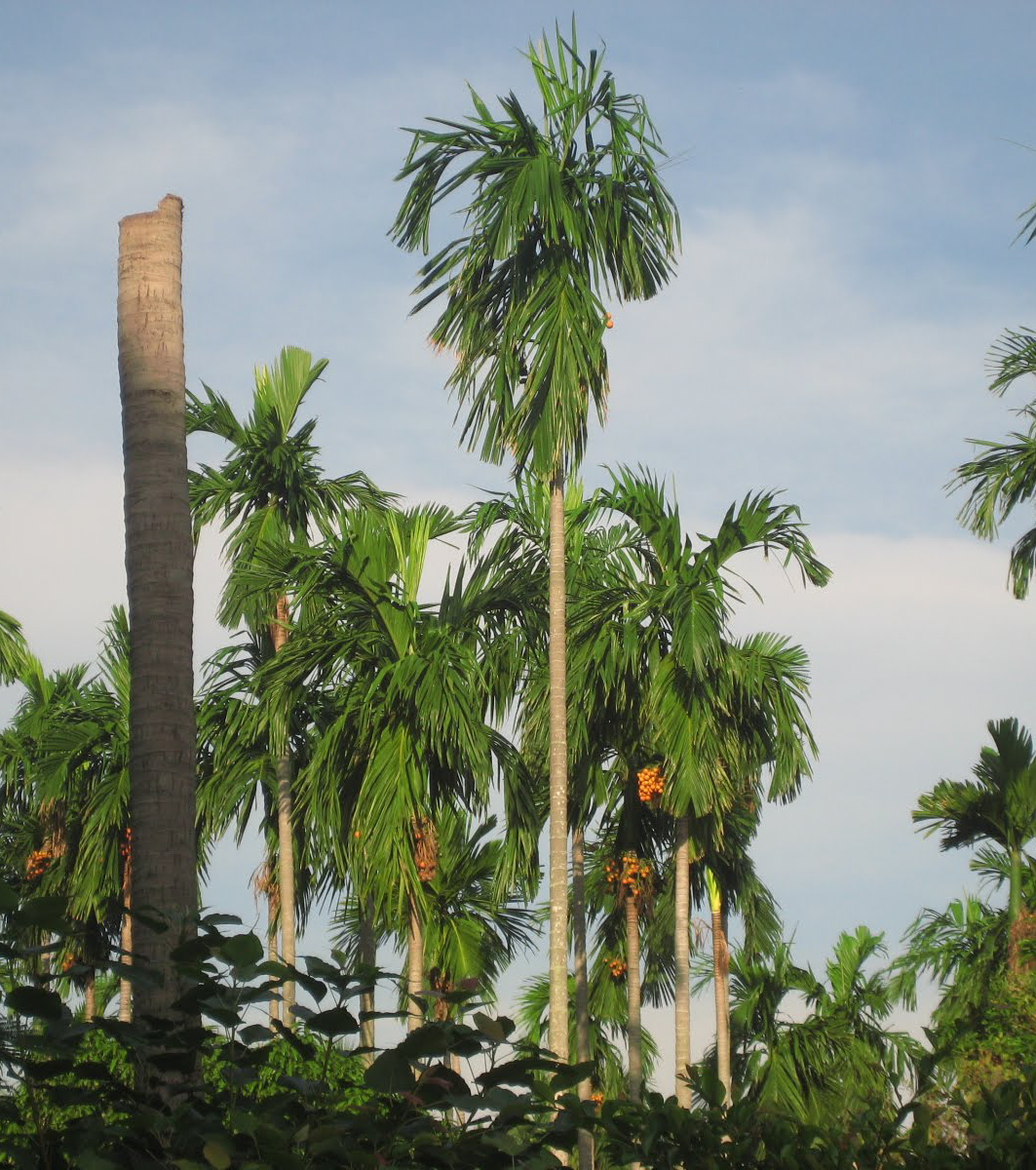 búnga – CulturEd: Philippine Cultural Education Online