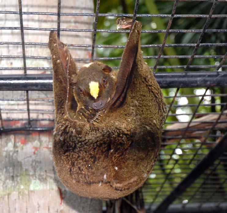 kagwáng – CulturEd: Philippine Cultural Education Online