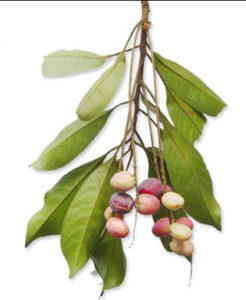 kalumpít – CulturEd: Philippine Cultural Education Online