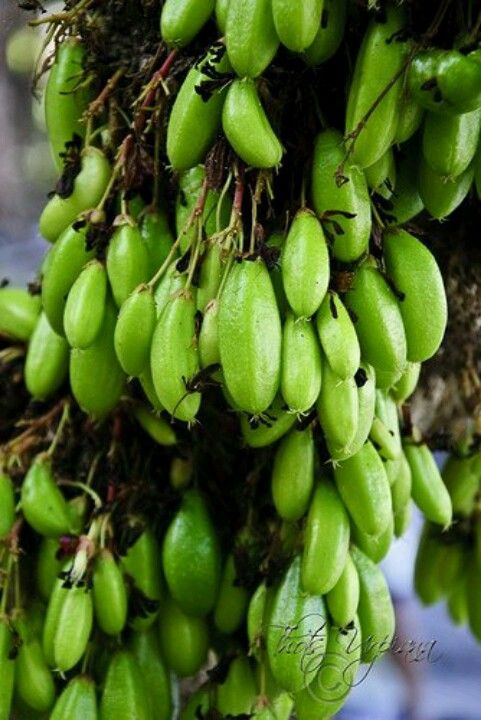 kamyás – CulturEd: Philippine Cultural Education Online