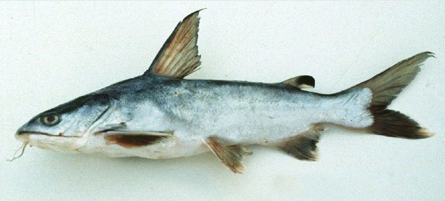 kandulì – CulturEd: Philippine Cultural Education Online