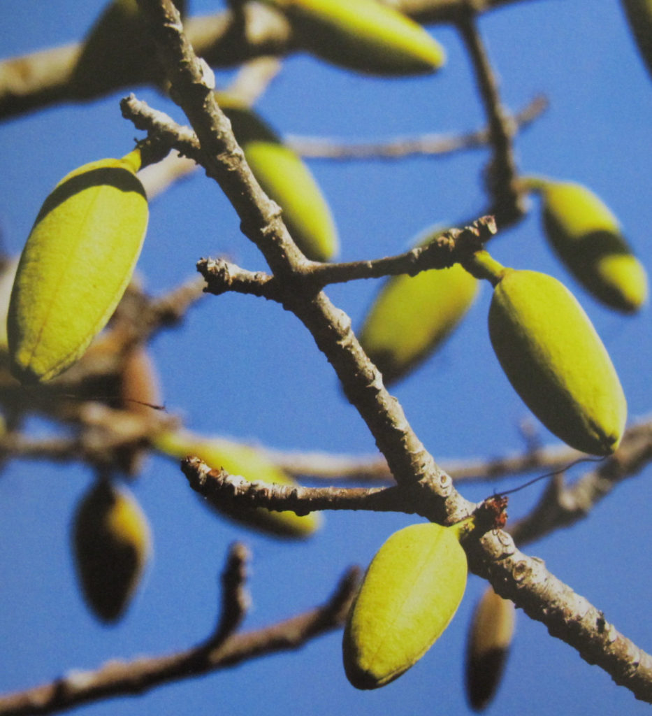 kápok – CulturEd: Philippine Cultural Education Online