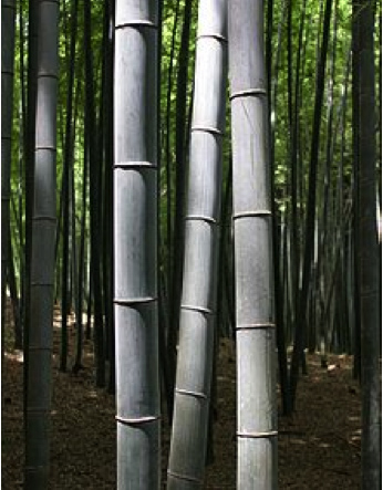 kawáyan – CulturEd: Philippine Cultural Education Online