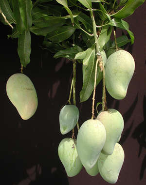 manggá – CulturEd: Philippine Cultural Education Online