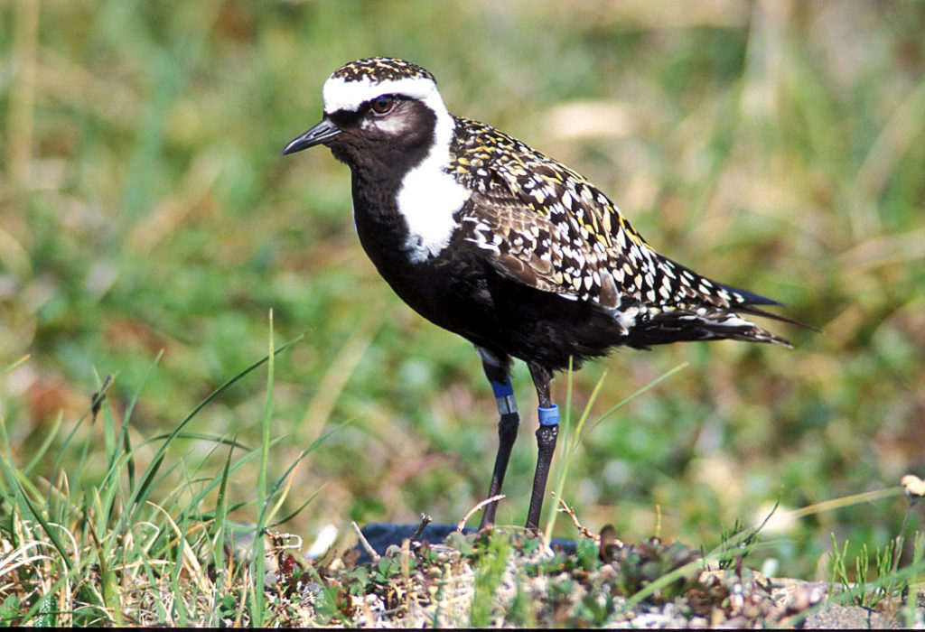 matáng-báka – CulturEd: Philippine Cultural Education Online