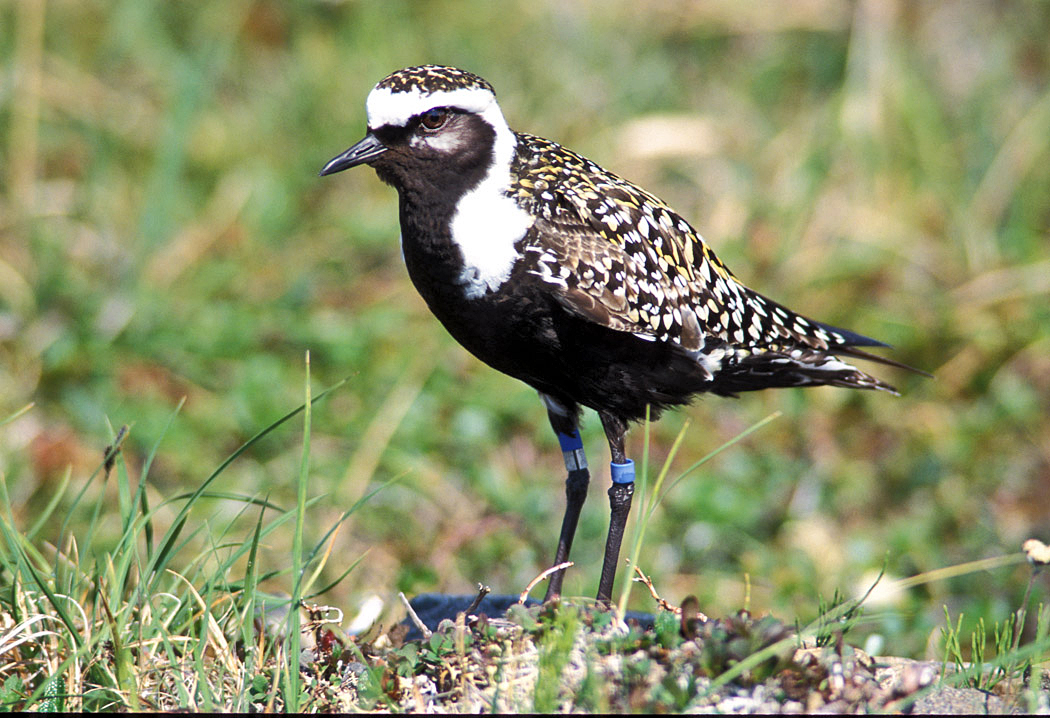 matáng-báka – CulturEd: Philippine Cultural Education Online