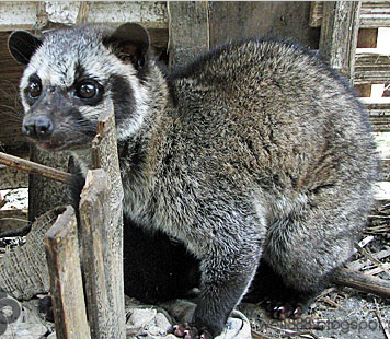 músang – CulturEd: Philippine Cultural Education Online