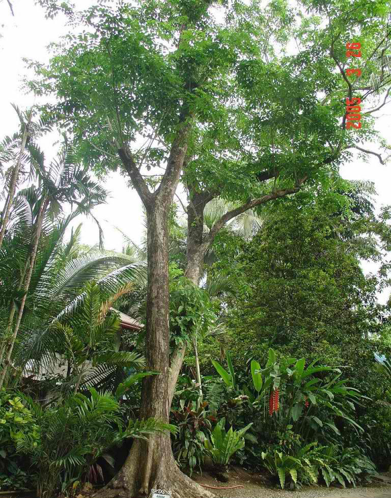 nága – CulturEd: Philippine Cultural Education Online