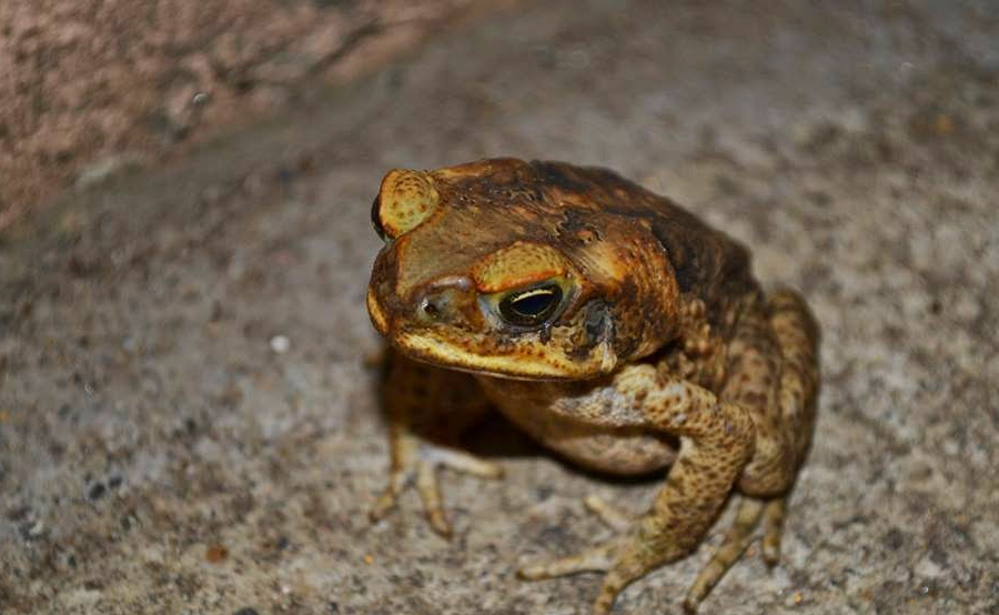 palakâ – CulturEd: Philippine Cultural Education Online