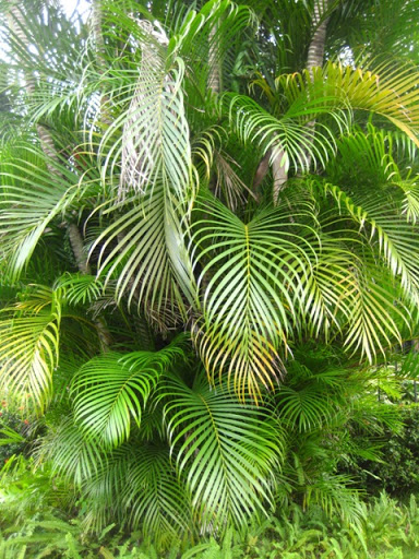 palméra – CulturEd: Philippine Cultural Education Online
