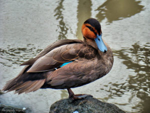 páto – CulturEd: Philippine Cultural Education Online