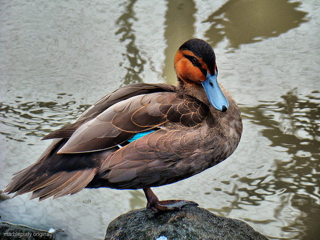 páto – CulturEd: Philippine Cultural Education Online