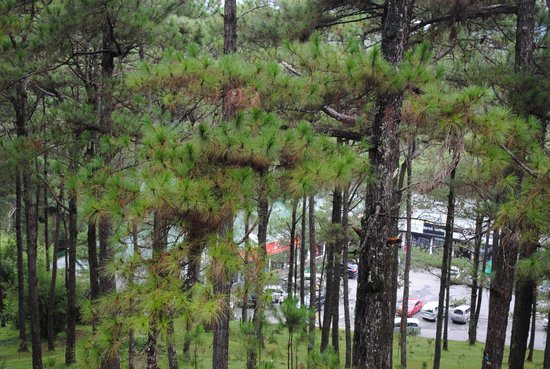 píno – CulturEd: Philippine Cultural Education Online