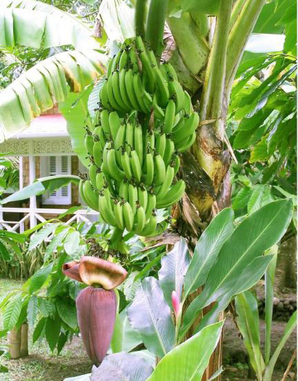 ságing – CulturEd: Philippine Cultural Education Online