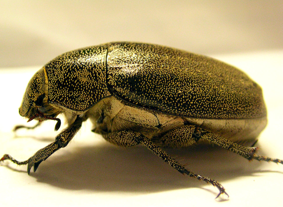 salágúbang – CulturEd: Philippine Cultural Education Online