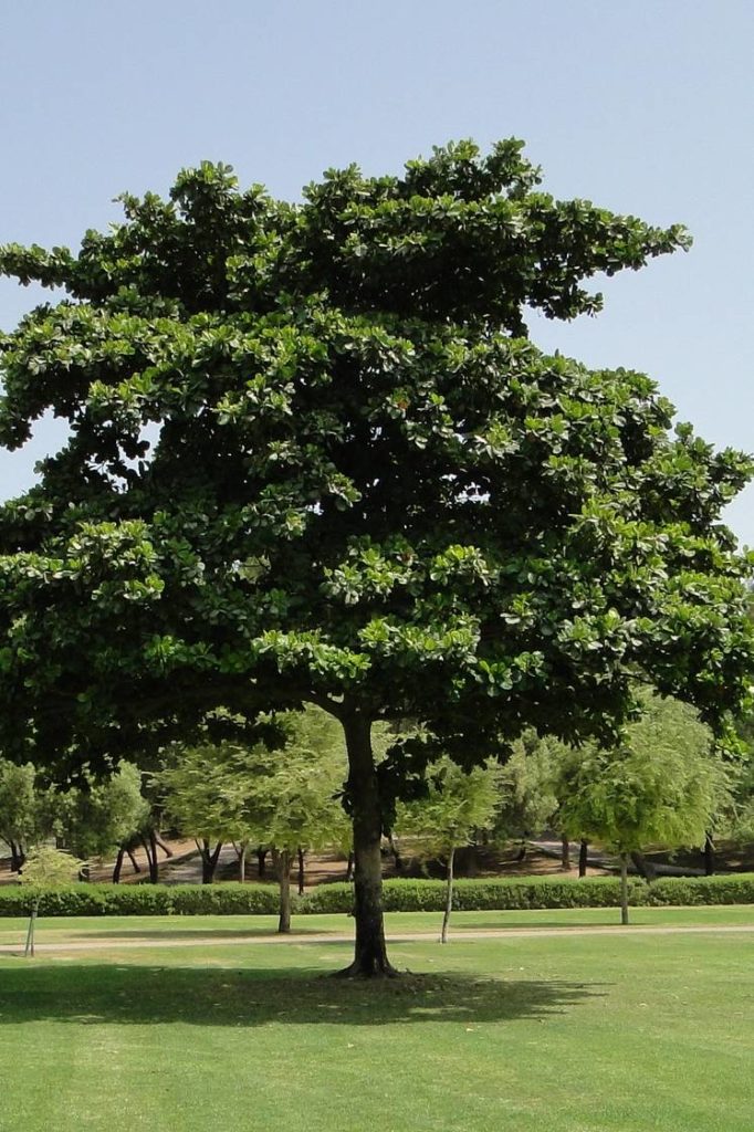 talísay – CulturEd: Philippine Cultural Education Online