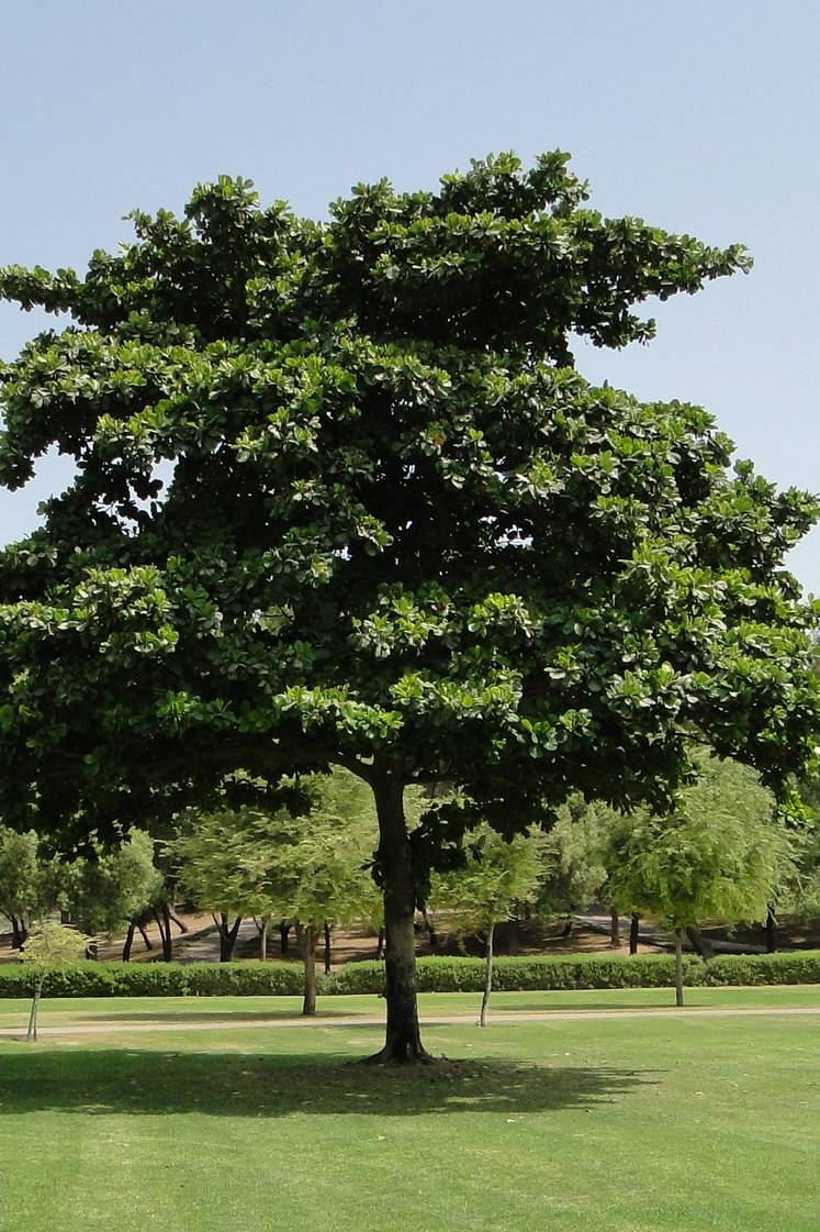 talísay – CulturEd: Philippine Cultural Education Online