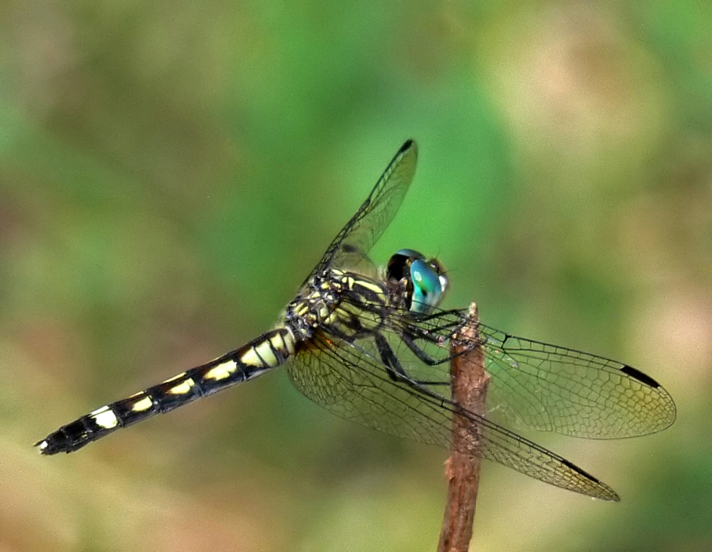 tutubí – CulturEd: Philippine Cultural Education Online