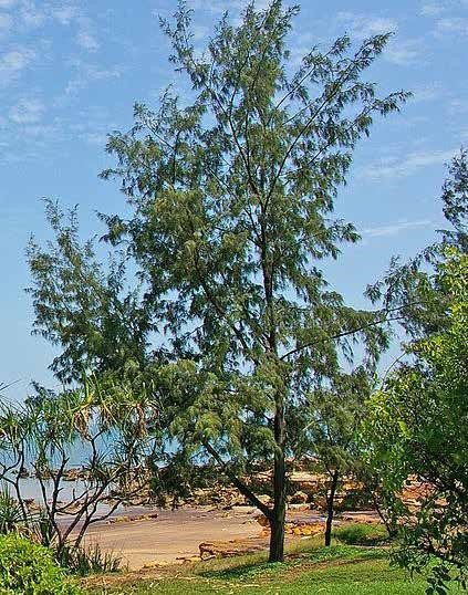 agóho – CulturEd: Philippine Cultural Education Online