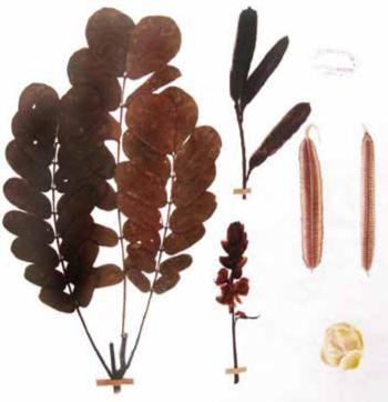 akapúlko – CulturEd: Philippine Cultural Education Online