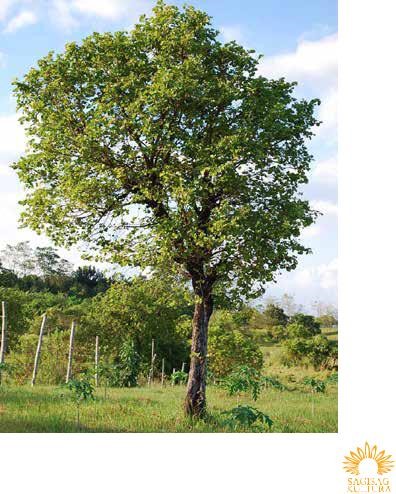 alibangbáng – CulturEd: Philippine Cultural Education Online