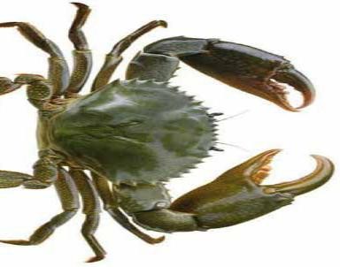 alimángo – CulturEd: Philippine Cultural Education Online