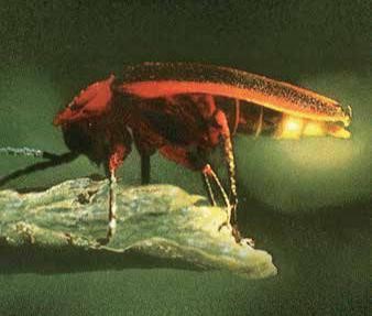 alitaptáp – CulturEd: Philippine Cultural Education Online