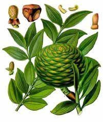 almasíga – CulturEd: Philippine Cultural Education Online