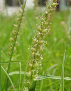 amorséko – CulturEd: Philippine Cultural Education Online