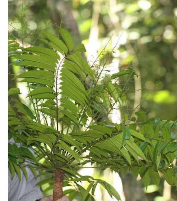 amugís – CulturEd: Philippine Cultural Education Online