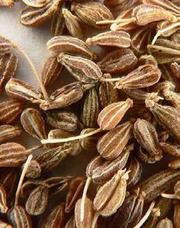 anís – CulturEd: Philippine Cultural Education Online