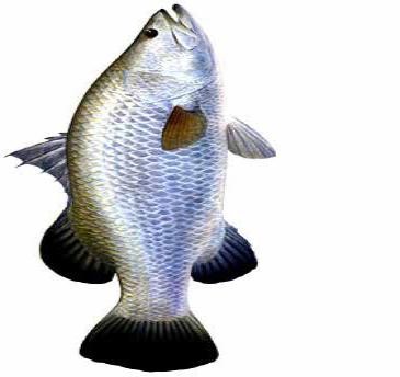 apáhap – CulturEd: Philippine Cultural Education Online