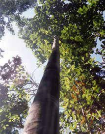 apítong – CulturEd: Philippine Cultural Education Online