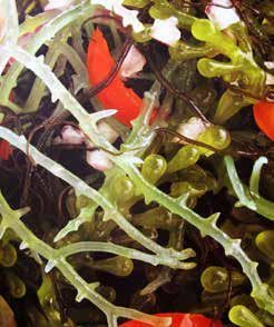 ar-arosép – CulturEd: Philippine Cultural Education Online