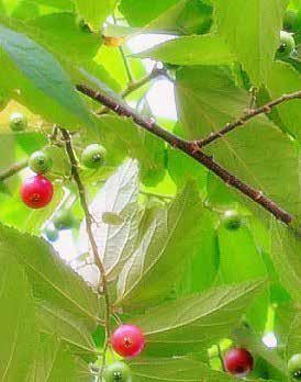 aratilés – CulturEd: Philippine Cultural Education Online