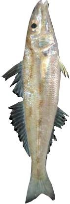 asóhos – CulturEd: Philippine Cultural Education Online