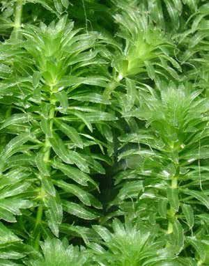 digmán – CulturEd: Philippine Cultural Education Online